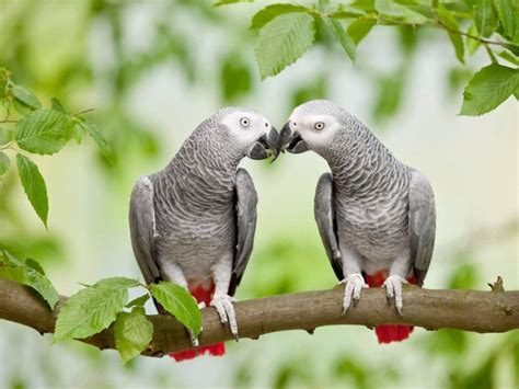 تغذیه کاسکو از صفر تا صد آنچه باید درباره غذای کاسکو بدانید