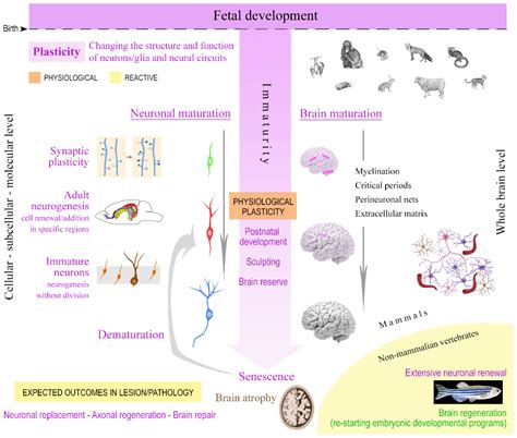 Types Of Neural Circuits