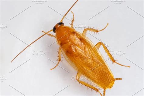 Smooth Cockroach Featuring Antenna Background And Black High