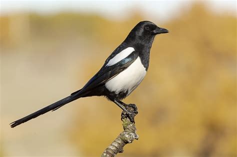배경이 흐릿한 나뭇가지에 앉아 있는 아름다운 까치 새의 선택적 초점 샷 개체 그룹에 대한 스톡 사진 및 기타 이미지 개체 그룹 근거리 초점 깃털 Istock