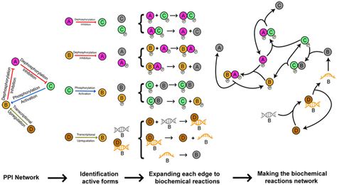 An Example Of Converting A Ppi Network To Its Equivalent Biochemical Download Scientific
