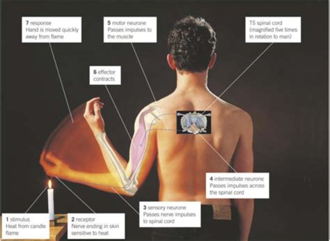 Aqa Biology Response To Stimuli Flashcards Quizlet