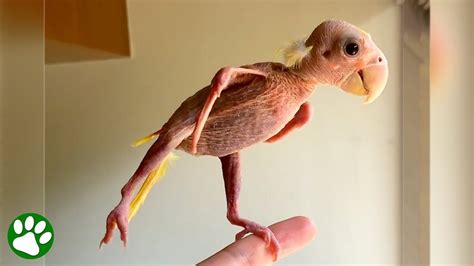 Are There Birds Without Feathers Updated 2026