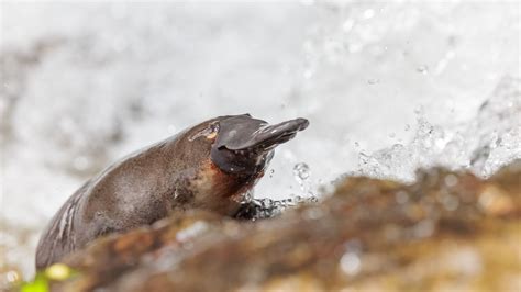 How to Watch The Platypus Guardian Online Free: Stream the Documentary from Anywhere - TechNadu