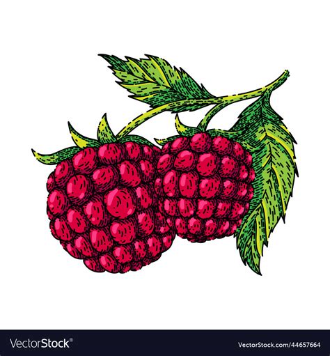 Raspberry Plant Sketch Hand Drawn Royalty Free Vector Image