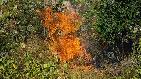 Trees Are Burning In A Forest Fire Fire In The Grass Burning Grass In