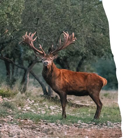 Exclusive Red Stag Hunting In Texas Luxury Hunts At Two Dot Ranch