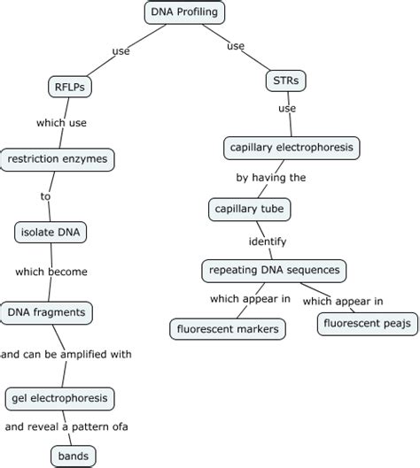 Dna Profiling Dna Profiling
