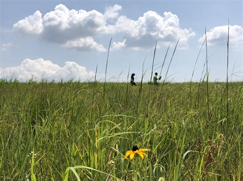 Grassland Research Continues For Fourth Year Freshkills Park