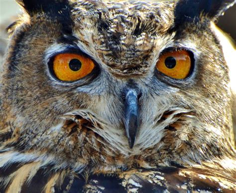 Eurasian Eagle Owl Stock Image Image Of Bird Raptor 51090417