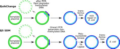 Low Budget Pcr Based Mutagenesis Kit Michaels Domain