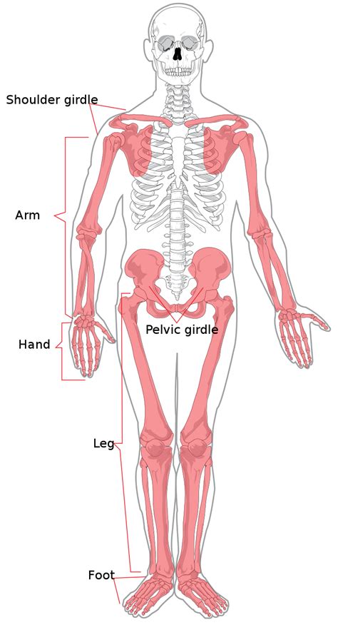Appendicular Skeleton Quiz Quiz