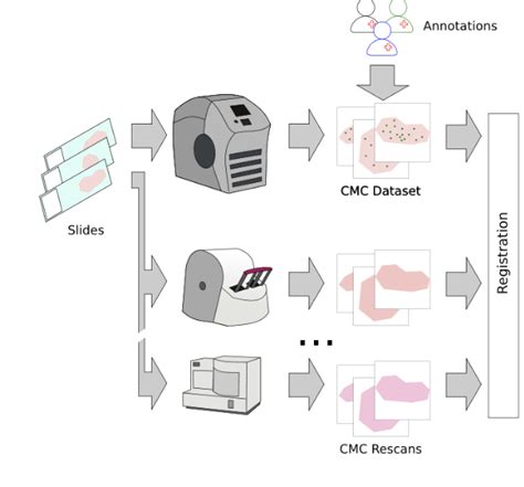 Midl 2024 Robust Mitosis Detection In Multiple Cancer Types Learnt