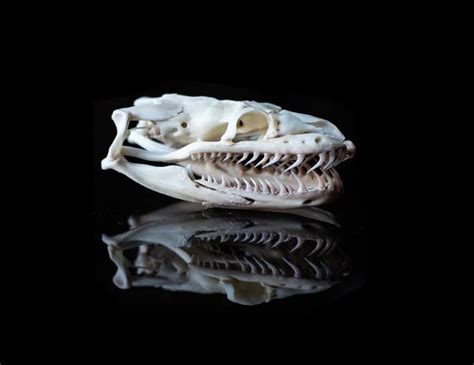 Burmese Python Skeleton