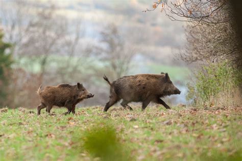 Prase Divoké Kdelovitcz