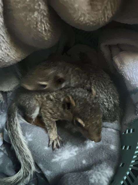 Millie Update Scrolller