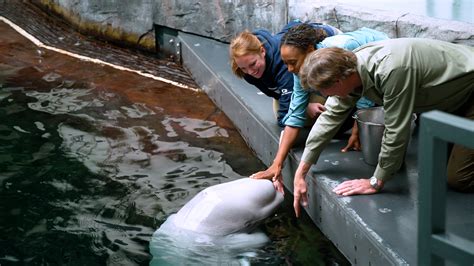 Georgia Aquariums Beluga Whale Conservation To Be Featured On Wild Kingdom