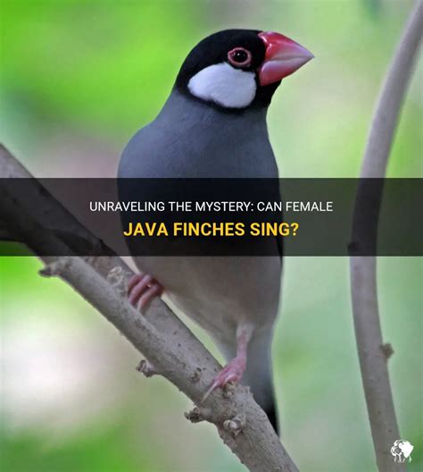Unraveling The Mystery Can Female Java Finches Sing PetShun