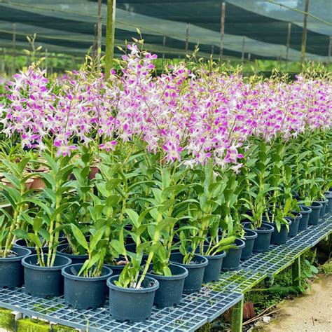 Dendrobium Caesar Giant Toh Garden Singapore Orchid Plant