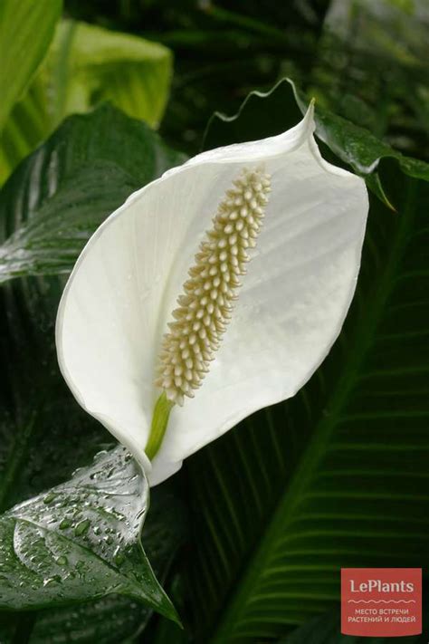 Спатифиллум (Spathiphyllum) — описание, выращивание, фото | на LePlants.ru