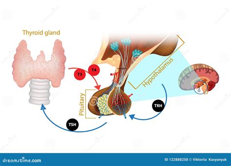 Hypothalamus Pituitary Thyroid Axis Thyroid Hormones Physiology And Regulation Cartoon Vector
