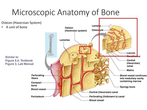 Microscopic Structure Of Bones