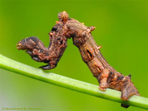 Inchworm Also Called Measuring Worms Spanworms And Loope… Flickr