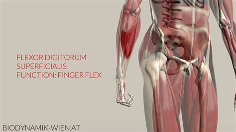 Flexor Digitorum Superficialis Function Finger Flexion 3d Animation