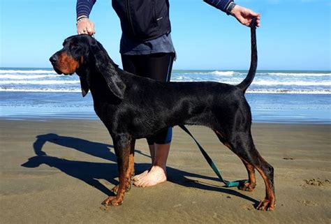 Nz Champion Windbourne Girl On Fire At Roxhunters Black And Tan Coonhound Owned By Lulu Horrocks