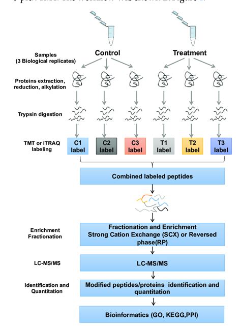 Schematic Illustration Of The Tmt Based Quantitative Phosphoproteomic
