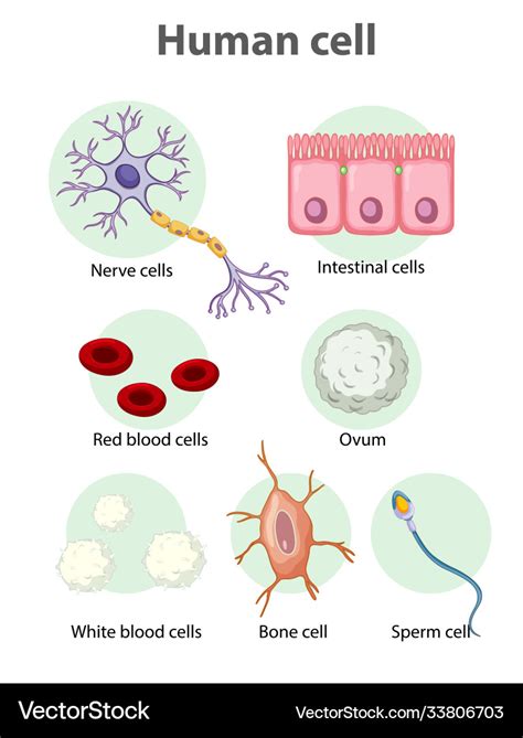 Information Poster On Human Cells Royalty Free Vector Image
