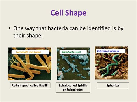 Ppt Bacteria Powerpoint Presentation Free Download Id 2016471