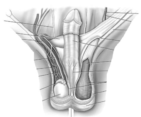Diagram Of Coronal View Male Reproductive System Quizlet