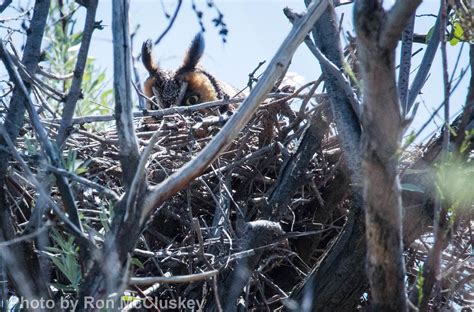 Long Eared Owl East Cascades Bird Alliance