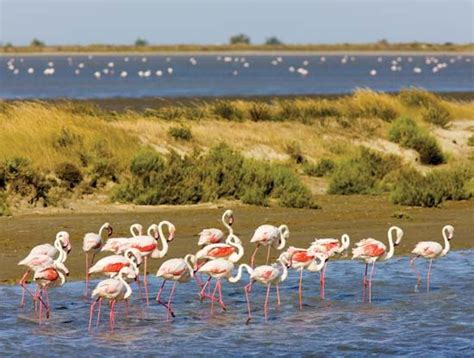 Camargue Region France