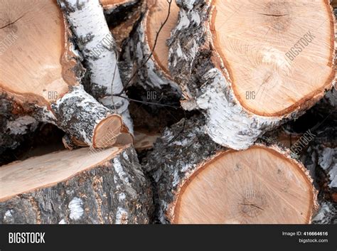 Felled Birch Birch Image Photo Free Trial Bigstock