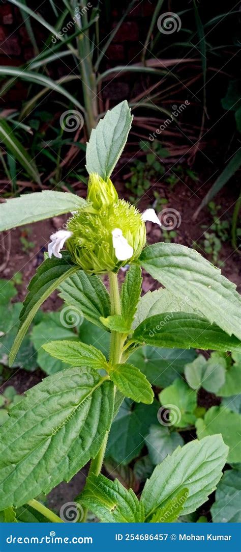 Leucas Aspera Guma Barahalkura Leaves Branches Bud Stock Image Image Of Agriculture Depending