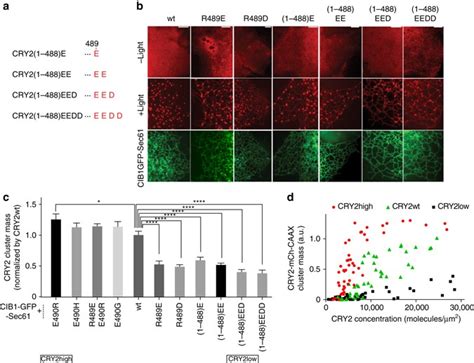 Understanding Cry2 Interactions For Optical Control Of Intracellular