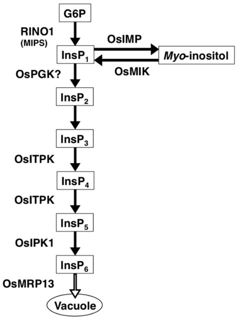 Plants Special Issue Phytic Acid Pathway And Breeding In Plants