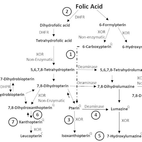 Pteridine Pathway In Breast Cells Based On Screening And Quantitative