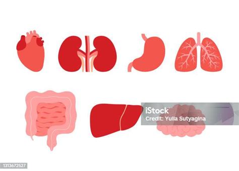 인간의 내부 장기 심장 신장 위 폐 창 자 간 두뇌 호흡기 소화 심혈관 및 배설 시스템 벡터 만화 일러스트레이션 폐에 대한 스톡 벡터 아트 및 기타 이미지 Istock