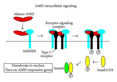 Signaling Pathway Of The Amh Protein Model Showing How Processing Of