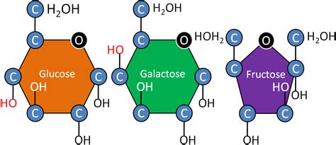 Carbohydrates Structure