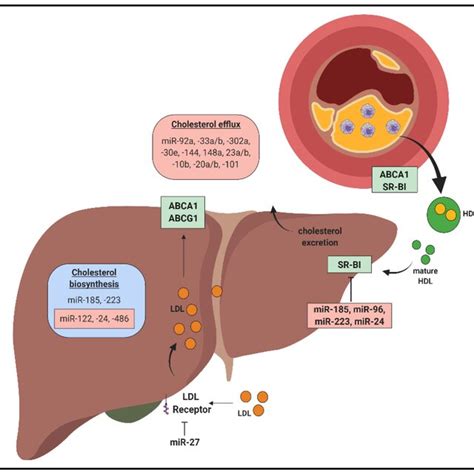 Mirnas In Cholesterol Homeostasis And Reverse Cholesterol Transport In