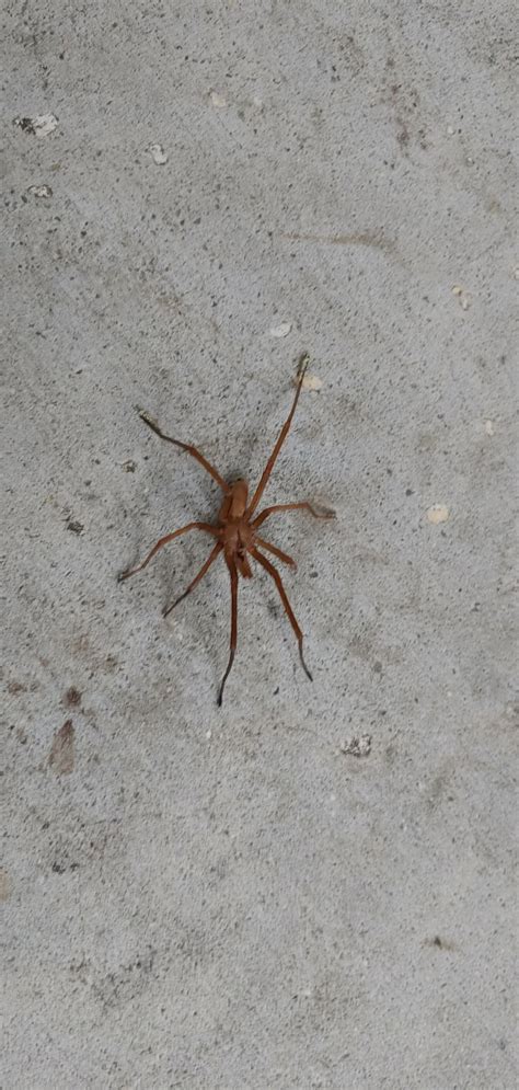 What Is This Spider R Whatsthisbug