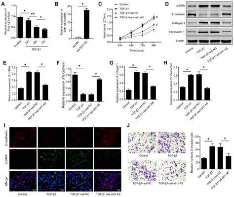 sirt1 antisense long non coding rna attenuates pulmonary fibrosis