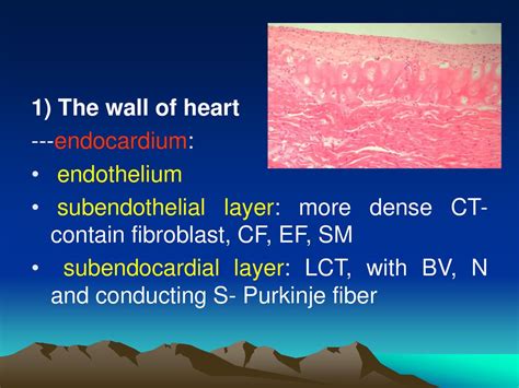 Chapter 9 Circulatory System Ppt Download