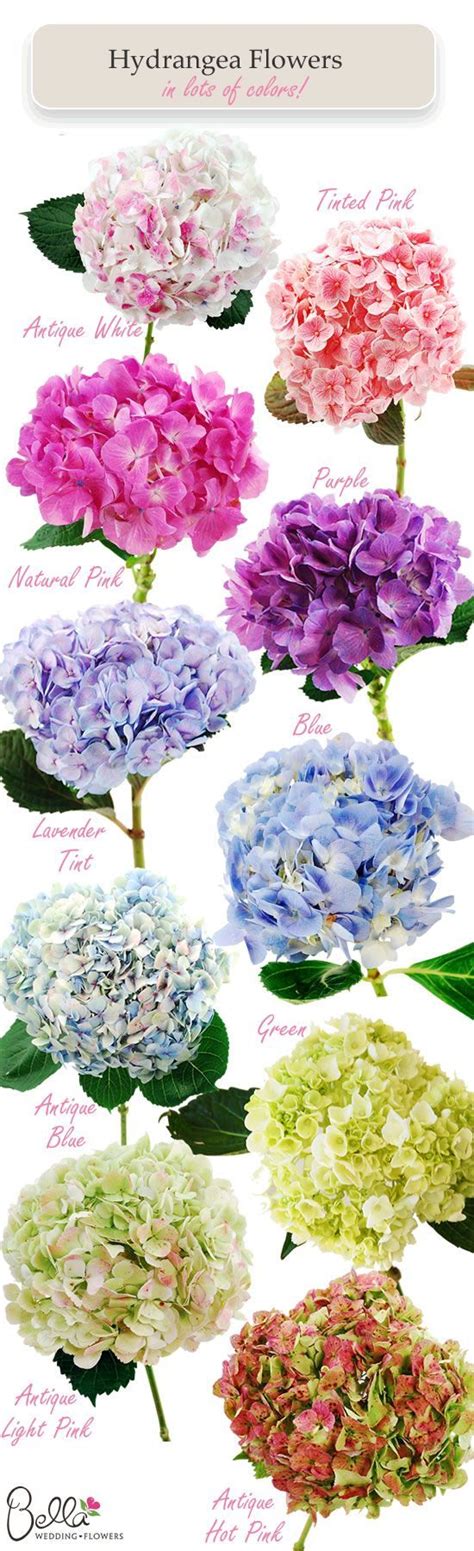 Hydrangea Colors Coloring Wallpapers Download Free Images Wallpaper