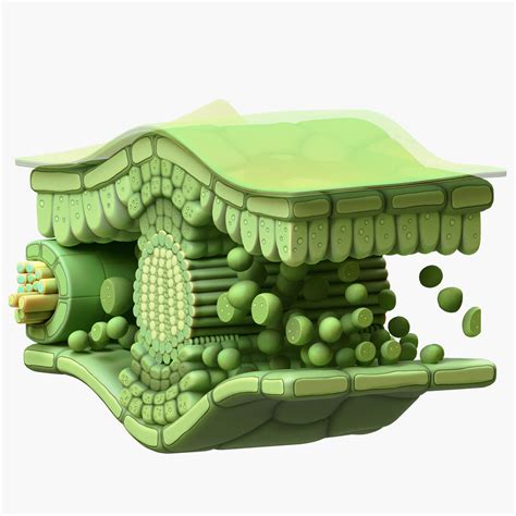 Leaf Anatomy Layers Structure 3d Model By Zames1992d