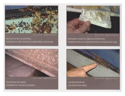 Common Bugs Housing At Uwm